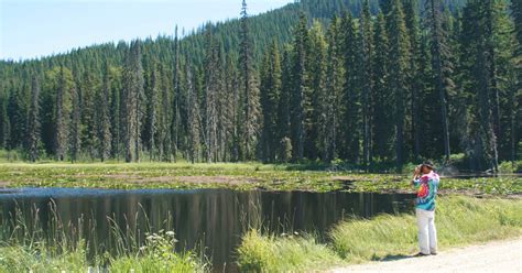 Trout Creek Camping Trout Lake Washington