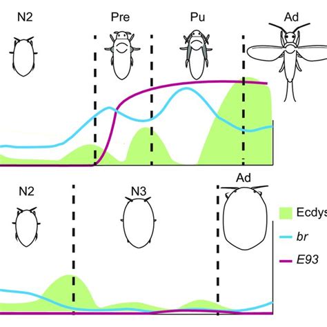 Diagram Of Estimated Ecdysteroid Titer In Planococcus Kraunhiae Based