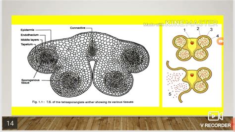 Microsporogenesis Youtube