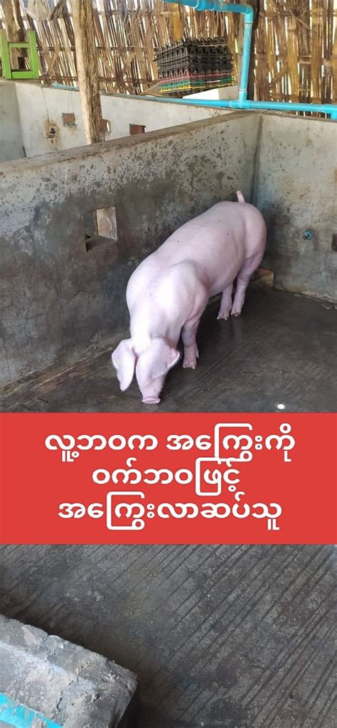 ရမည်းသင်းမြို့ လူ့ဘဝက အကြွေးကို ဝက်ဘဝဖြင့် အကြွေးလာဆပ်သူ ဖြစ်ရပ်မှန