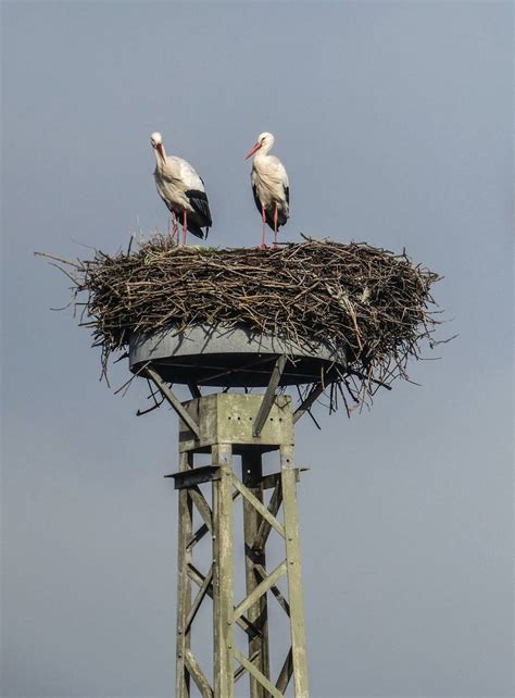 Störche Am Niederrhein Erste Vögel 2021 In Kleve Gesichtet