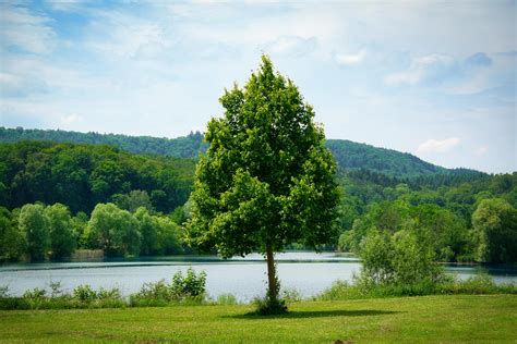 경치 경치가 좋은 고독 고요한 공원 광야 그림 같은 나무 녹색 농촌의 단 하나 나무 독일 독일 시골 맑은 공기 맑은 하늘 목가적 인 목가적인