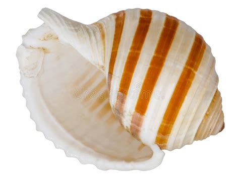 Seashell Isolated On White Background Stock Image Image Of Ocean