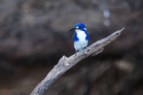 Igoterra Learn About Dagger Orchid Dendrobium Pugioniforme