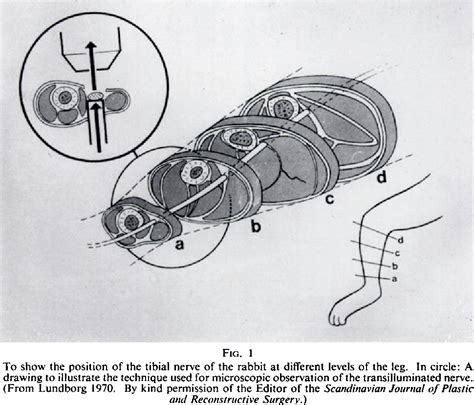 Structure Of Tibial Nerve Semantic Scholar