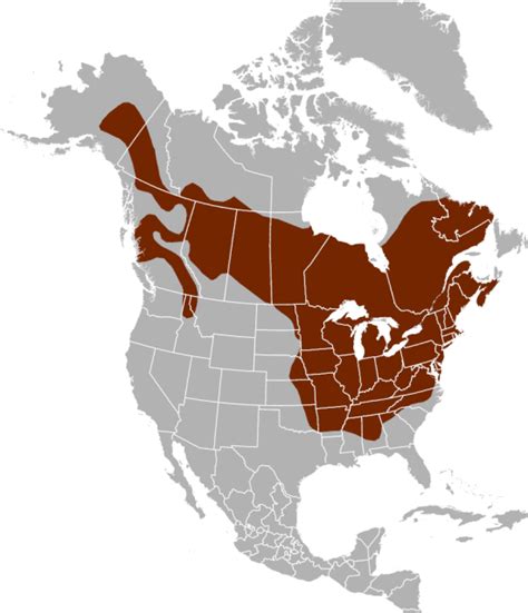Range Maps For Squirrels Whiskerwiki