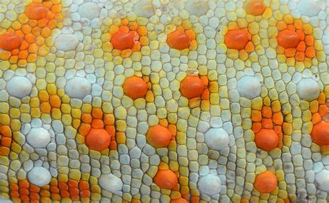 Ecological Genetics Group British Ecological Society