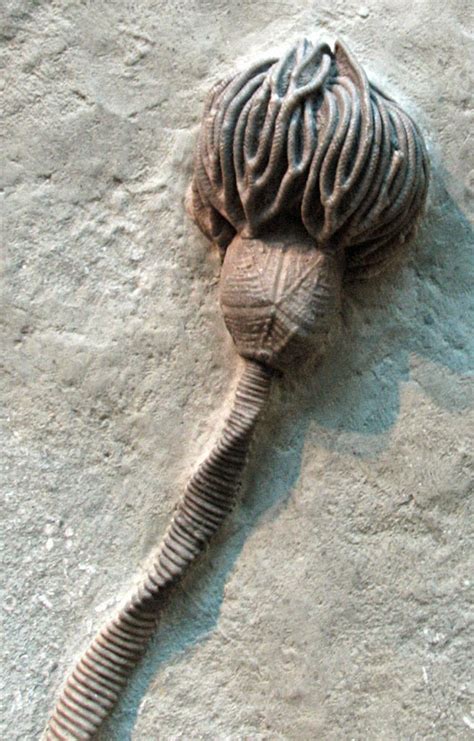 Louisville Fossils And Beyond Indiana State Fossil Elegant Sea Lily Louisville Fossils And Beyond Indiana State Fossil Elegant Sea Lily