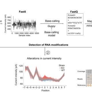 An Overview Of Using Direct RNA Sequencing To Detect RNA Modifications Download Scientific