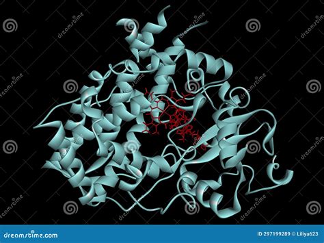 Cytochrome P450 Molecule Cyp 3a4 Is The Most Promiscuous Of The Human Cyp Enzymes Molecular