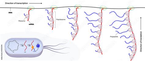 Diagram Of Transcription And Translation In Bacteria Prokaryotic Cell