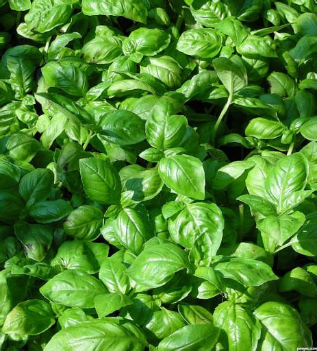 ბოსტანი Bostani ბაზილიკი მწვანე ოვალურფოთლებიანი სპეციფიკური არომატის მქონე მცენარეა მისი 6