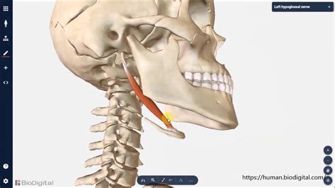 M Stylohyoideus Youtube