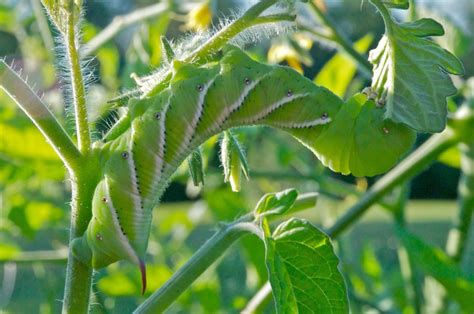 How To Get Rid Of Tomato Hornworms Naturally Bob Vila