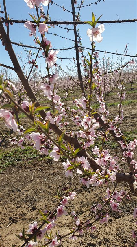 Kristi Pullen Realtor Just Company Real Estate Dre 02050513 Reedley Ca