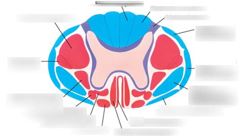 Topic 7 Spinal Cord Dermatomes Diagram Quizlet