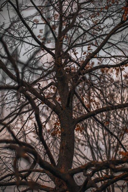 Page 12 Naked Fall Tree Images Free Download On Freepik