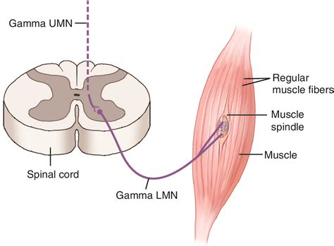 Gamma Motor Neurons From Motor Neuron Specification To Function