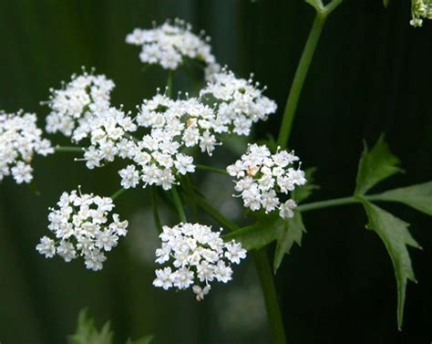 Water Parsnip Lesser Water Parsnip Lesser