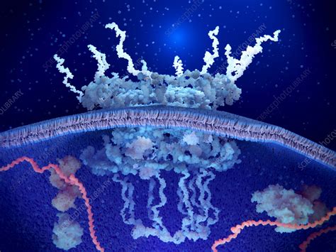 Nuclear Pore Complex Illustration Stock Image F045 1830 Science Photo Library