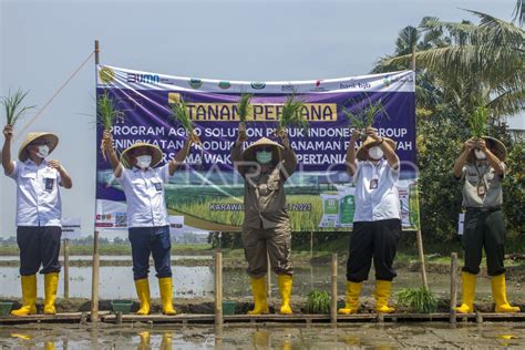 Agrosolution Program Of Indonesian Fertilizer Antara Foto