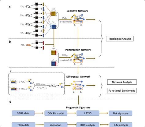 Schematic Illustration Of The Multicellular Gene Network Based