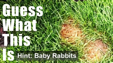 What To Do If You See A Rabbits Nest On Your Front Lawn Youtube