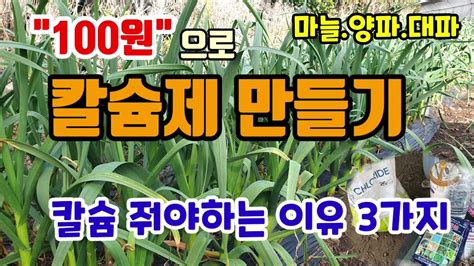 100원으로 칼슘제 영양제 만드는 방법 이렇게 해야 마늘이 굵어집니다 칼슘 줘야하는 이유 3가지 Youtube