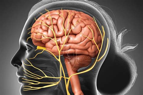 Infundibulum Brain Location And More