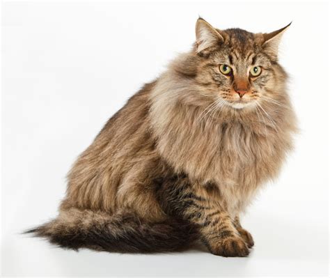 장모종 고양이 종류 5가지와 특징 털 관리에 신경 써야 비마이펫 라이프