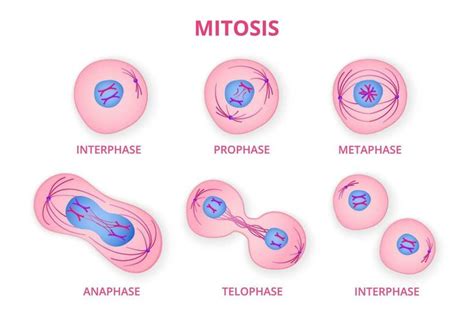 Process Of Division Of Organic Cell Stages Of Mitosis Formation With Metaphase And Prophase