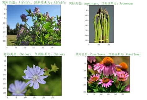 基于卷积神经网络的野外可食用植物分类系统