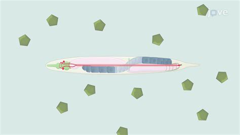 비디오 Imaging Subcellular Calcium Dynamics In Neurons Of Caenorhabditis