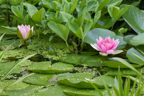 زهرة اللوتس خصائصها وظروف زراعتها وتاريخها بالصور