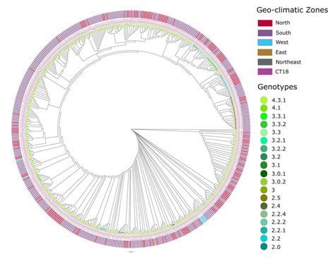 Phylogenetic Analysis Of S Typhi Isolates The Geo Climatic Zone Wise Download Scientific
