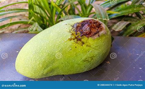 Rotting Mango Stock Photo Image Of Flower Vegetable