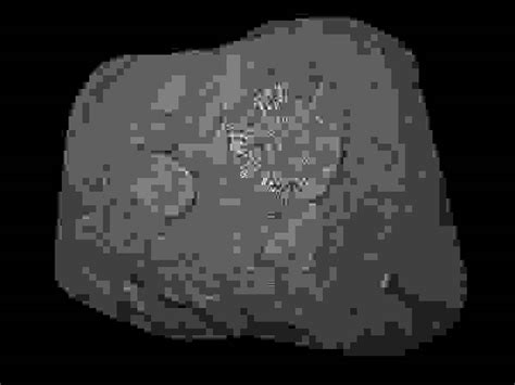 7 12 Shale Matrix With Multiple Ammonite Fossil Inclusions