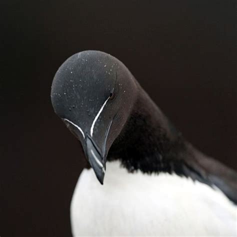 Птицы бритвы известные своей ярко выраженной футуристической внешностью — это морские птицы
