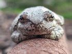 This Toad Looks Like A Rock Rmildlyinteresting