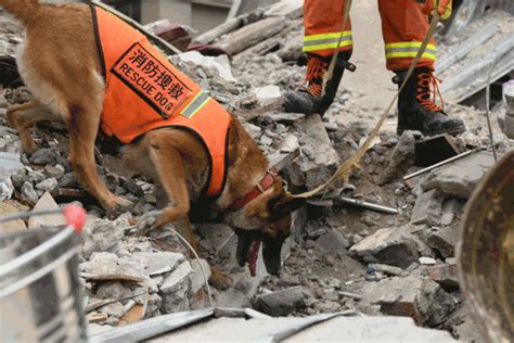 福建酒店坍塌，搜救犬拼命救人、四肢感染 凤凰网