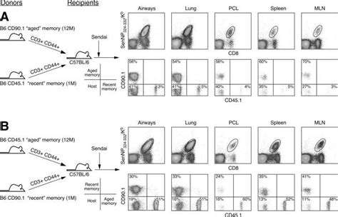 Long Term Memory Cd8 T Cells Mediate Stronger Recall Responses Than Download Scientific