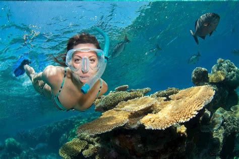 그레이트배리어리프 일일투어 스노클링 또는 스쿠버다이빙 Aquaquest 줌줌투어 호주 케언즈