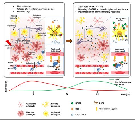 Microglia Astrocyte Crosstalk An Intimate Molecular Conversation