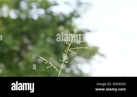 Sporobolus Pyramidalis Grass Itis A Species Of Grass Native To Africa