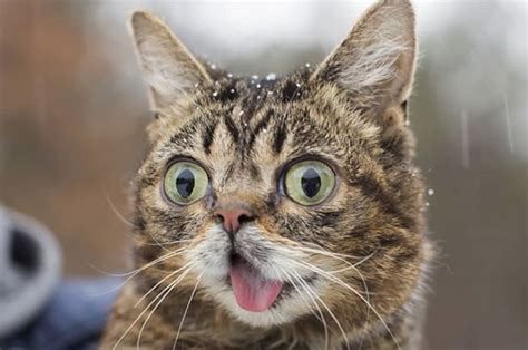 Lil Bub The Cat Has Died