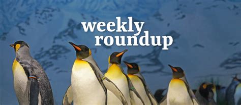 Linux Weekly Roundup MX Linux Synfig Studio And More