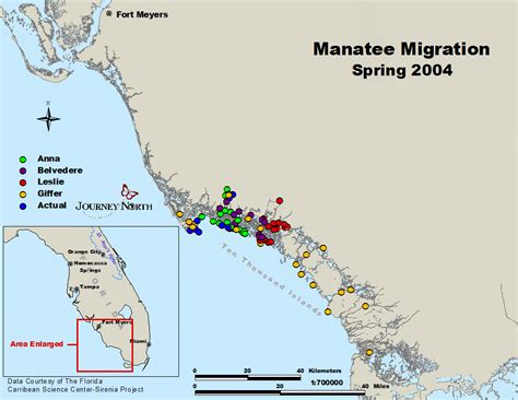 Journey North Manatee Spring 2004