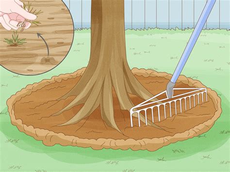 Easy Steps To Mulch Around A Tree Illustrated Guide