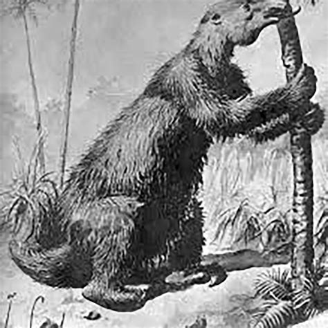 El Megaterio De Luján La “gran Bestia” Que Habitó La Pampa Antes Que El Indio Y El Gaucho Infobae