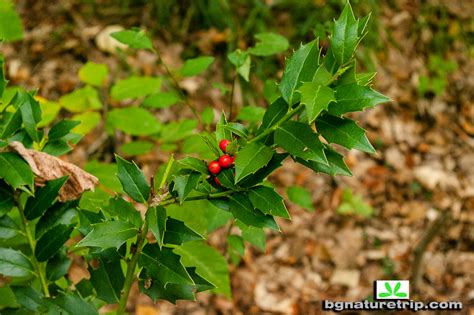 Българи Резерват Силкосия Bgnaturetrip